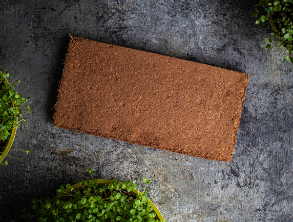 Organic Coir Blocks – www.teenygreeny.co.uk